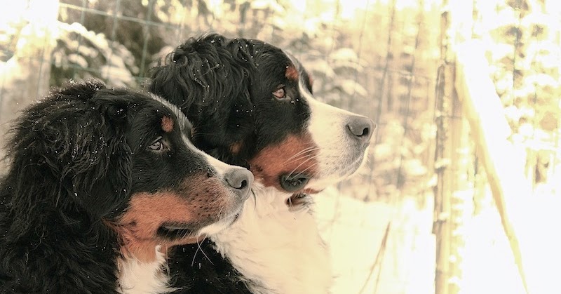 Lemmikkilankaa: Berninpaimenkoira: Diego ja Koda