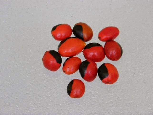 PeruBestPrice.com - Travelblog de Carlos Rojas Sueng: Huayruro ! what ...