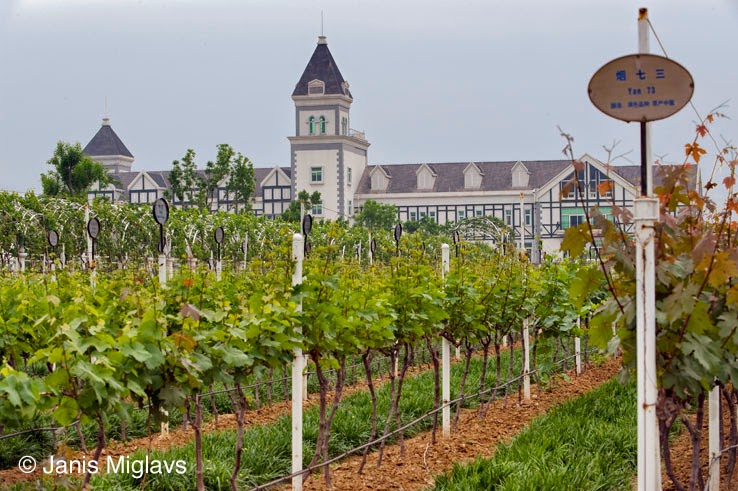 ARE WE THERE YET? Photographer Janis Miglavs : China winery ...