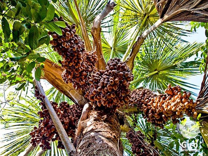 Blog de Marluce - EREM : DICAS DE SAÚDE - BURITI – TEXTO INFORMATIVO