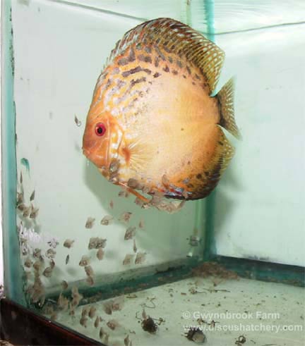 Discus: Gwynnbrook Farm Discus Fish Photo Gallery