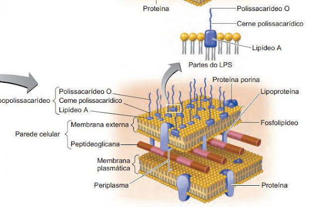 Mundo Universitário : Microbiologia- Aula 02 - Anatomia funcional de ...