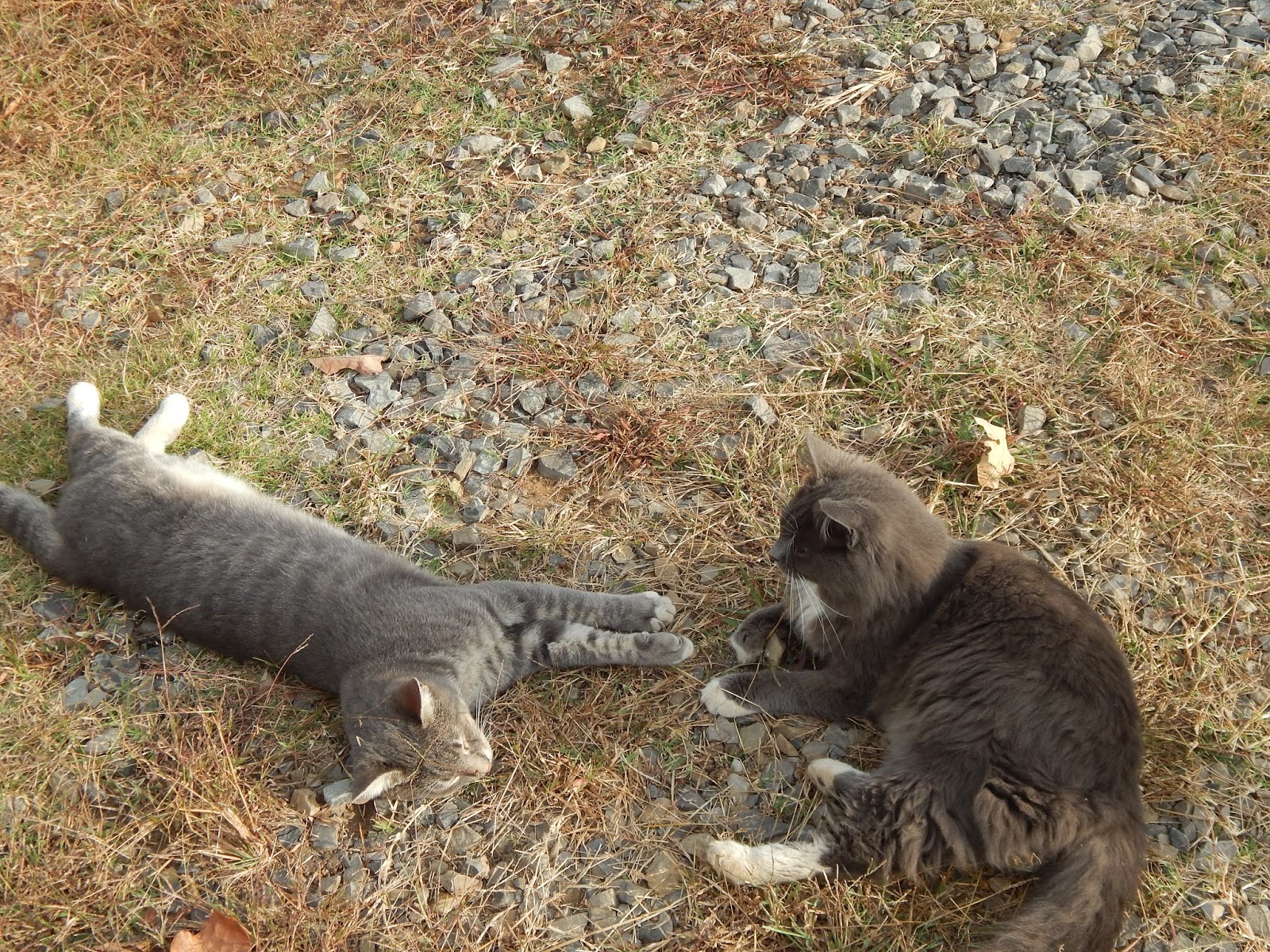 Thoughts from Frank and Fern: Homestead News, Volume 15