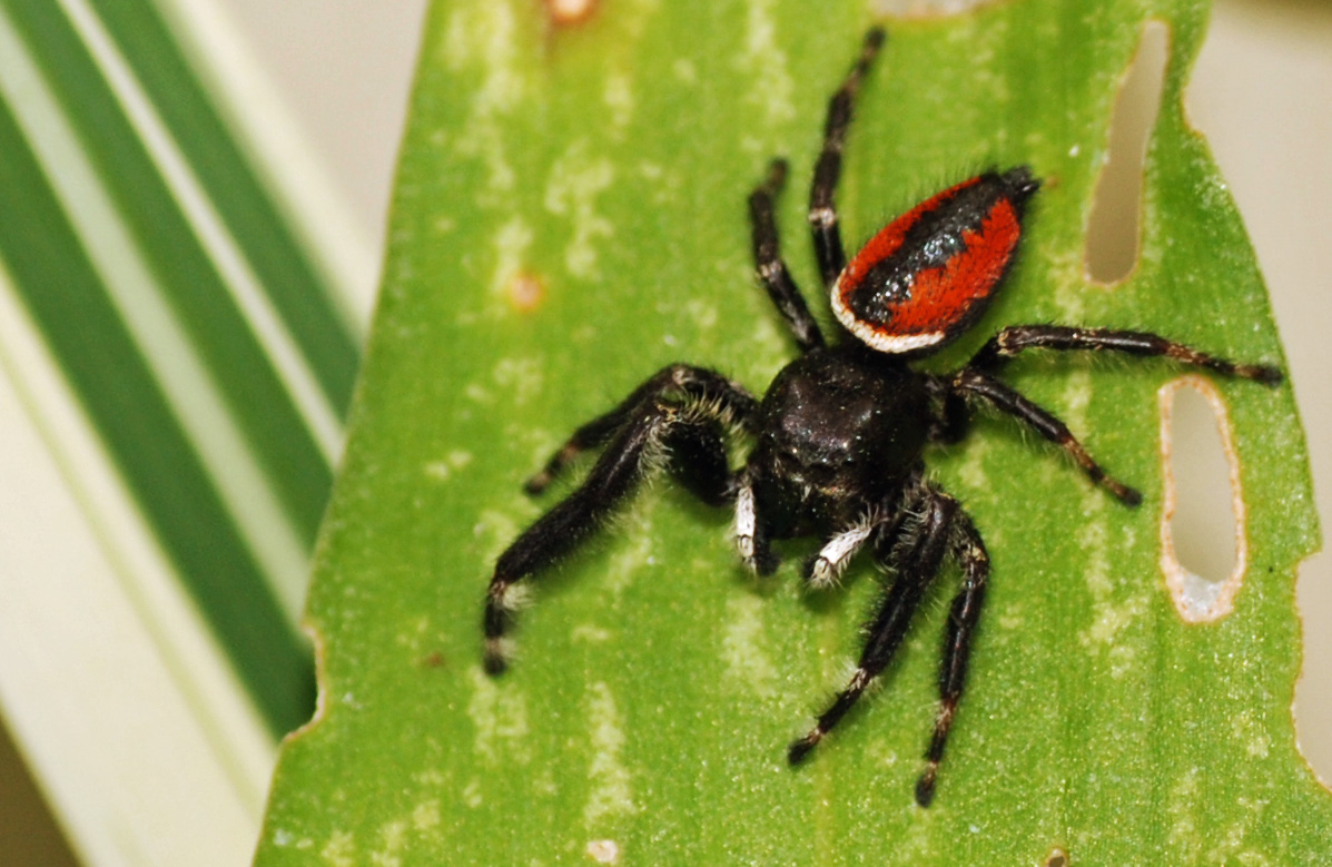 MObugs: Brilliant Jumping Spider
