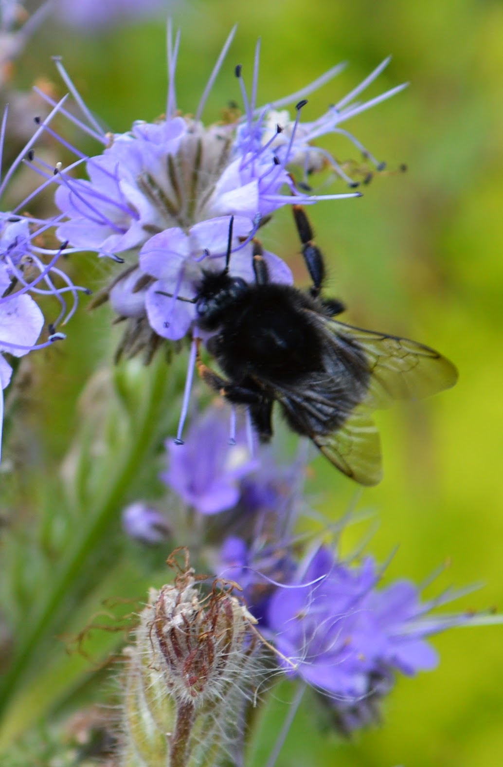 Wordless Wednesday - Bee