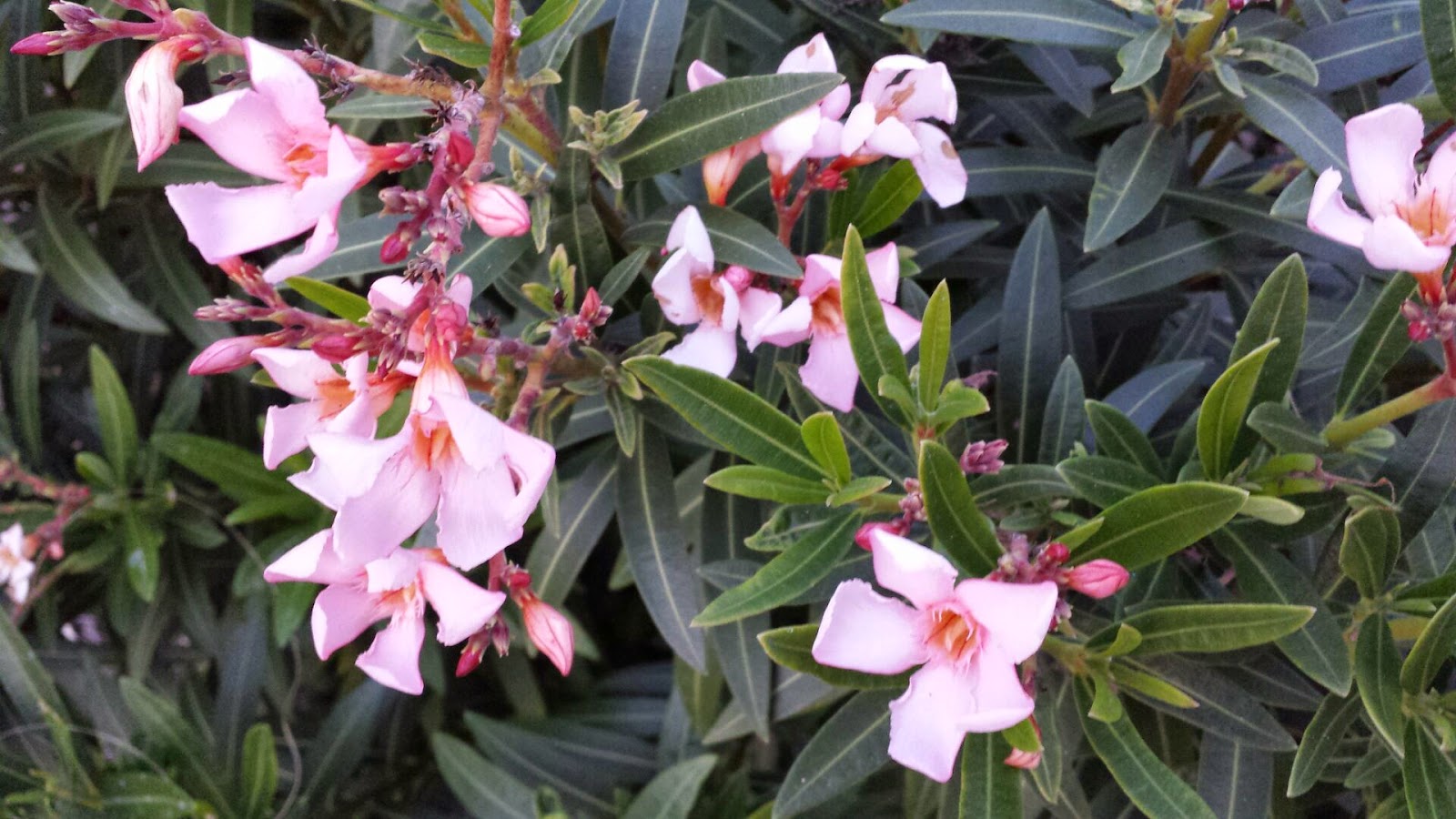 Amelia Island Southern Fiction : Florida Fall & Goodbye Lie Diaries