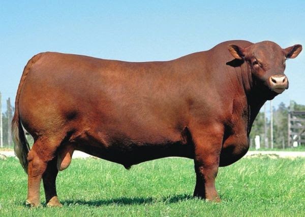 TEMAS AGRONOMICOS: Raza de Ganado Angus