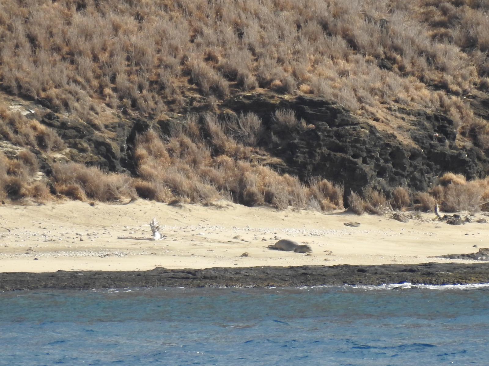 MonkSealMania.blogspot.com: 1/28/2017 DB's Dailies: Buster,J/M,Kea ...