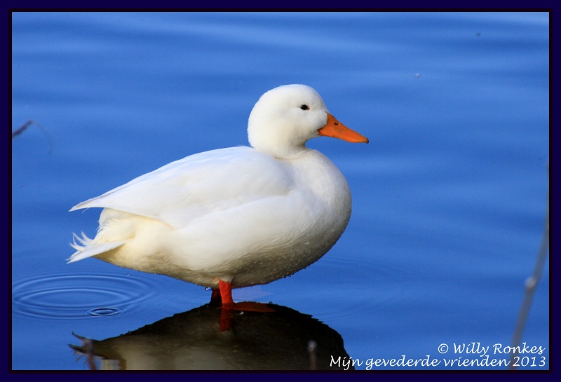 Mijn gevederde vrienden: Tamme eend (witte kwaker)
