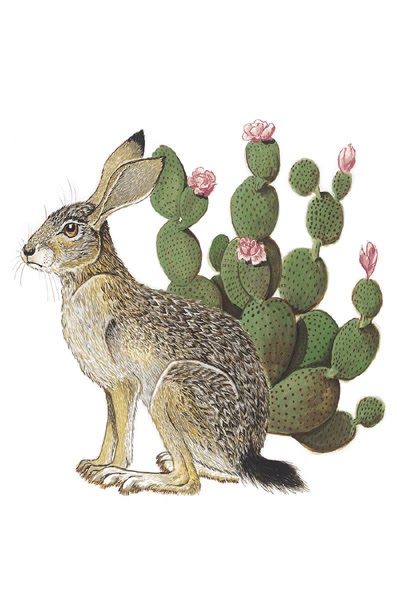 Mamíferos y marsupiales mammals of the earth: Liebre cola negra (Lepus ...