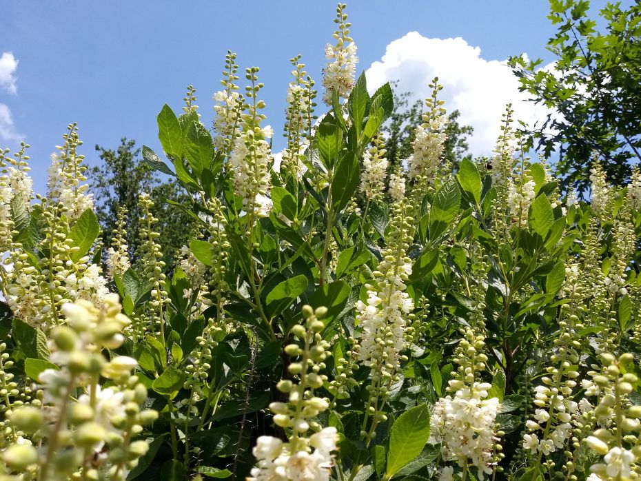Future Plants by Randy Stewart: Clethra
