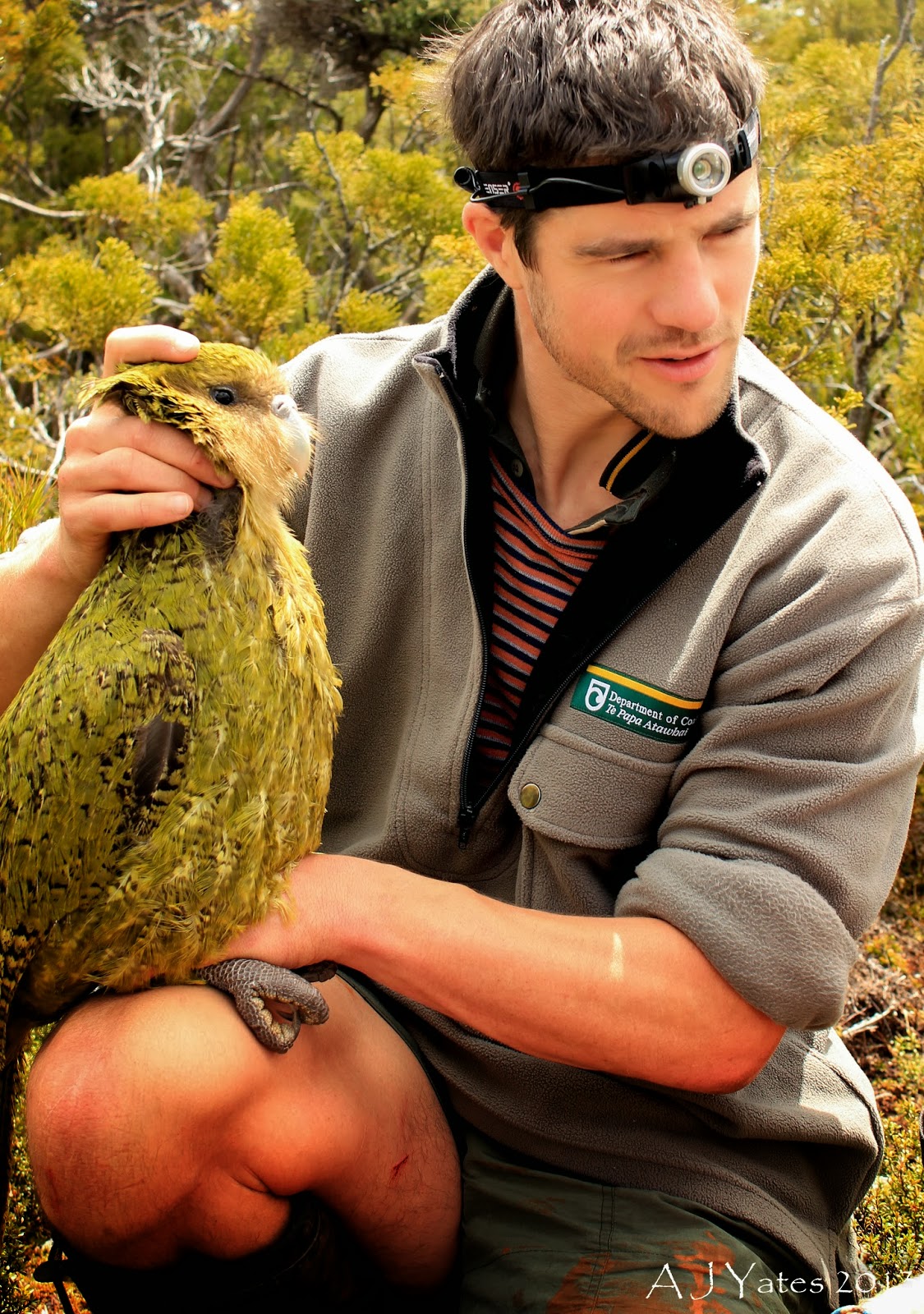 Aotearoa Landscapes: Anchor Island - Kakapo Recovery Programme