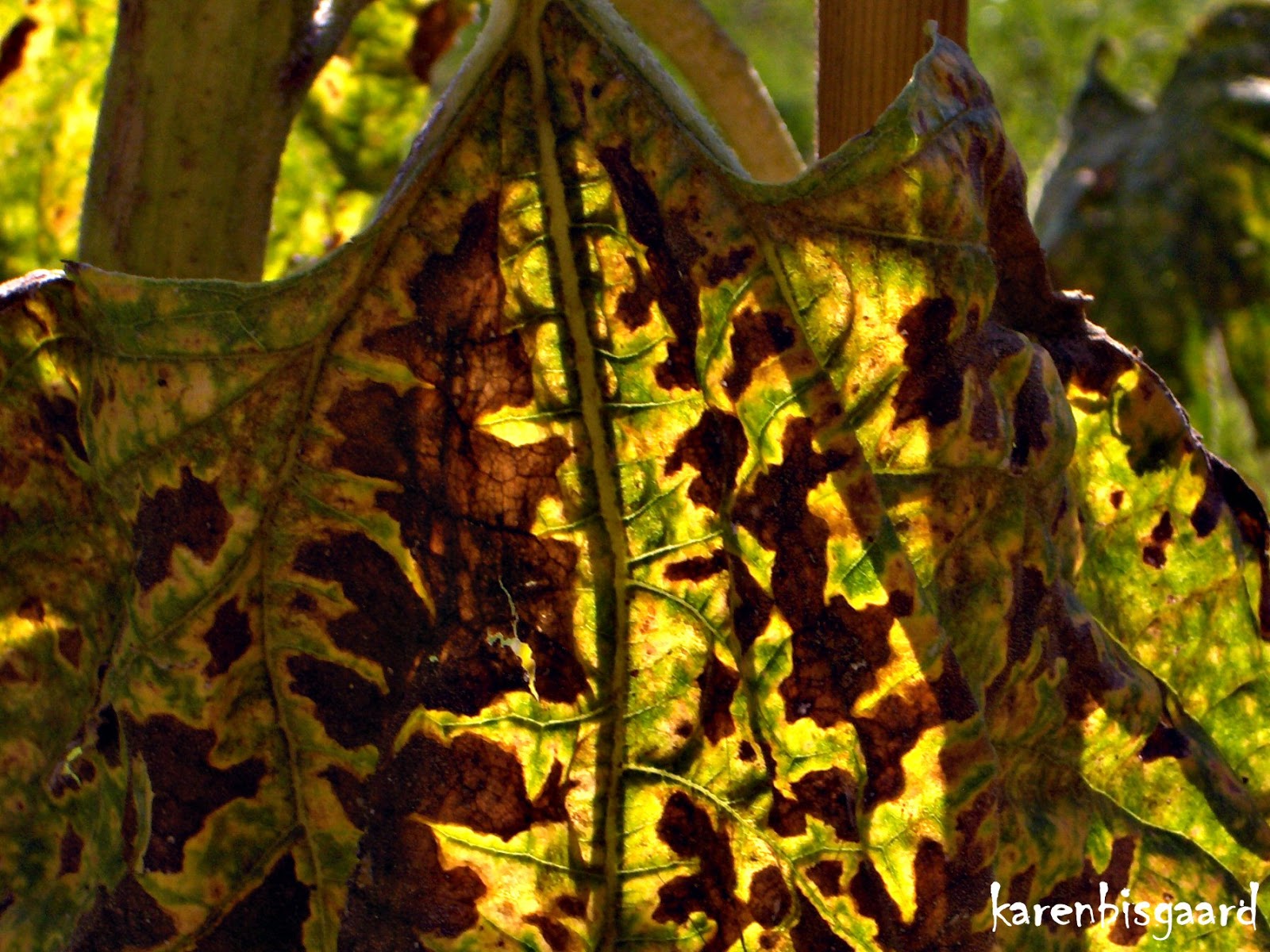Karen`s Nature Photography: Backlit Withering Sunflower Leaf.