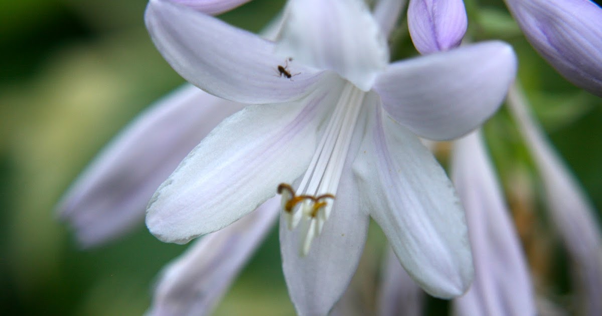 Cheesehead Gardening: Fragrant Hosta Blooms