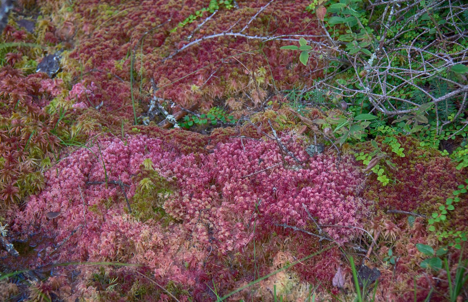 Carol's View Of New England: Moose Bog, Ferdinand VT