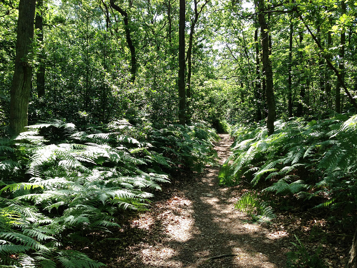 Beacon Wood moths | Naturally