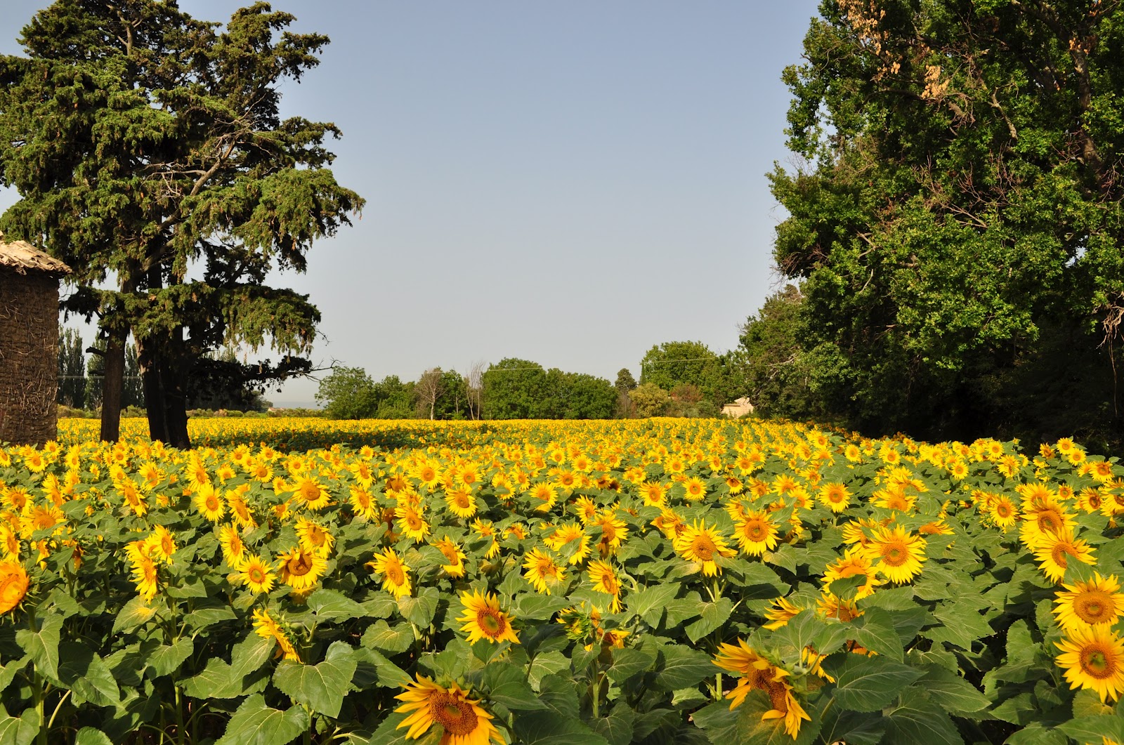 Our House in Provence, the Most Beautiful Region of France: Sunflowers ...