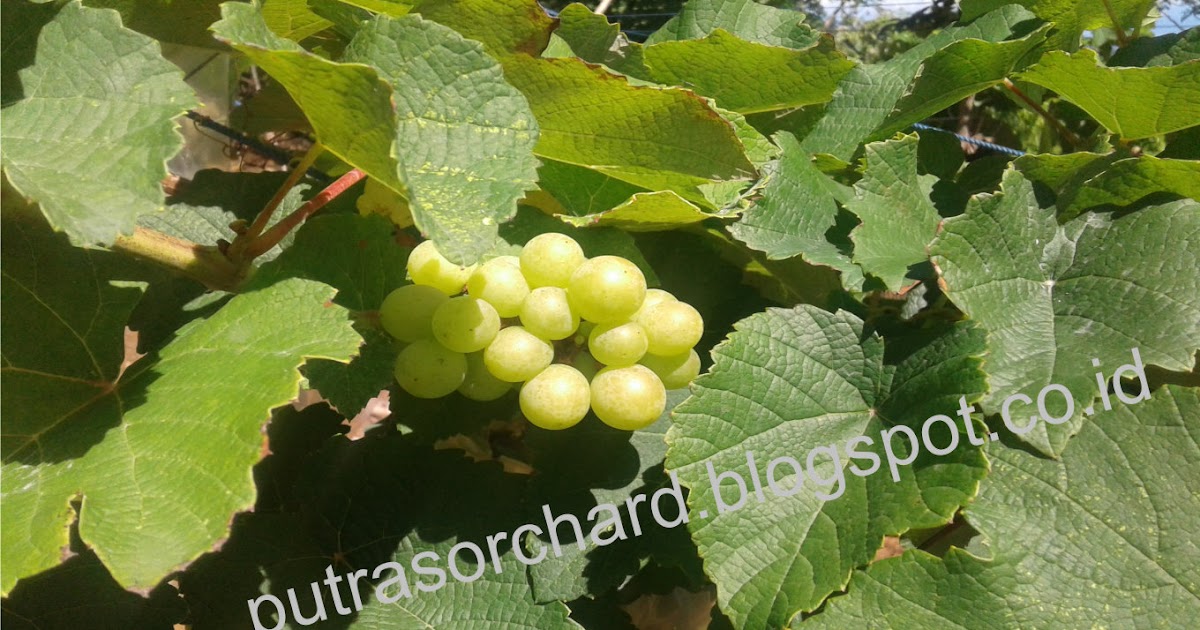 Jenis Tanaman Anggur Yang Dibudidayakan Di Indonesia - How to Plant ...