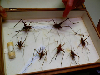 SOUTHERN CROSS SOJOURN: Wetas