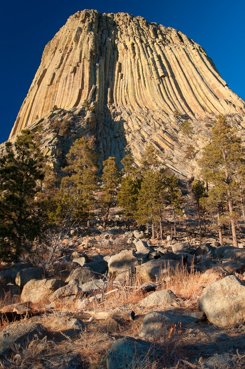 A Tree Falling: Devils Tower