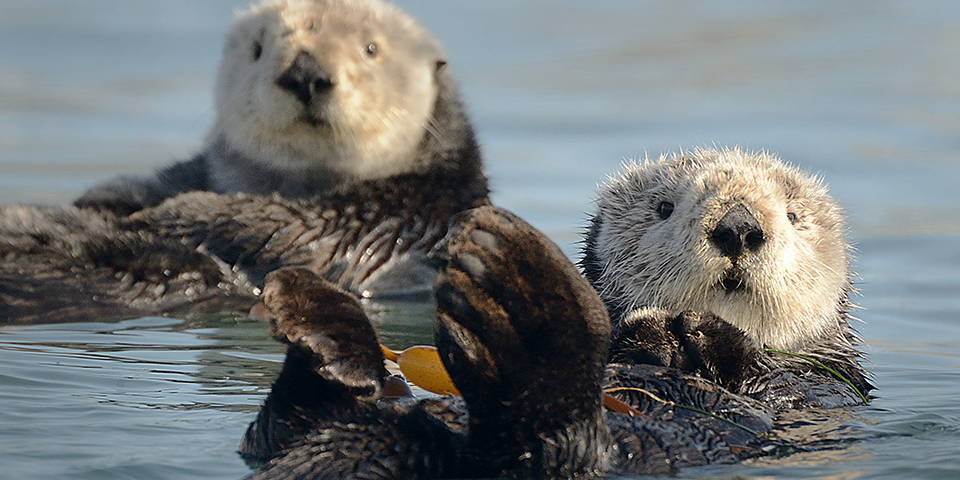 Southwest Alaska Northern Sea Otter - Rebekah Fesmire