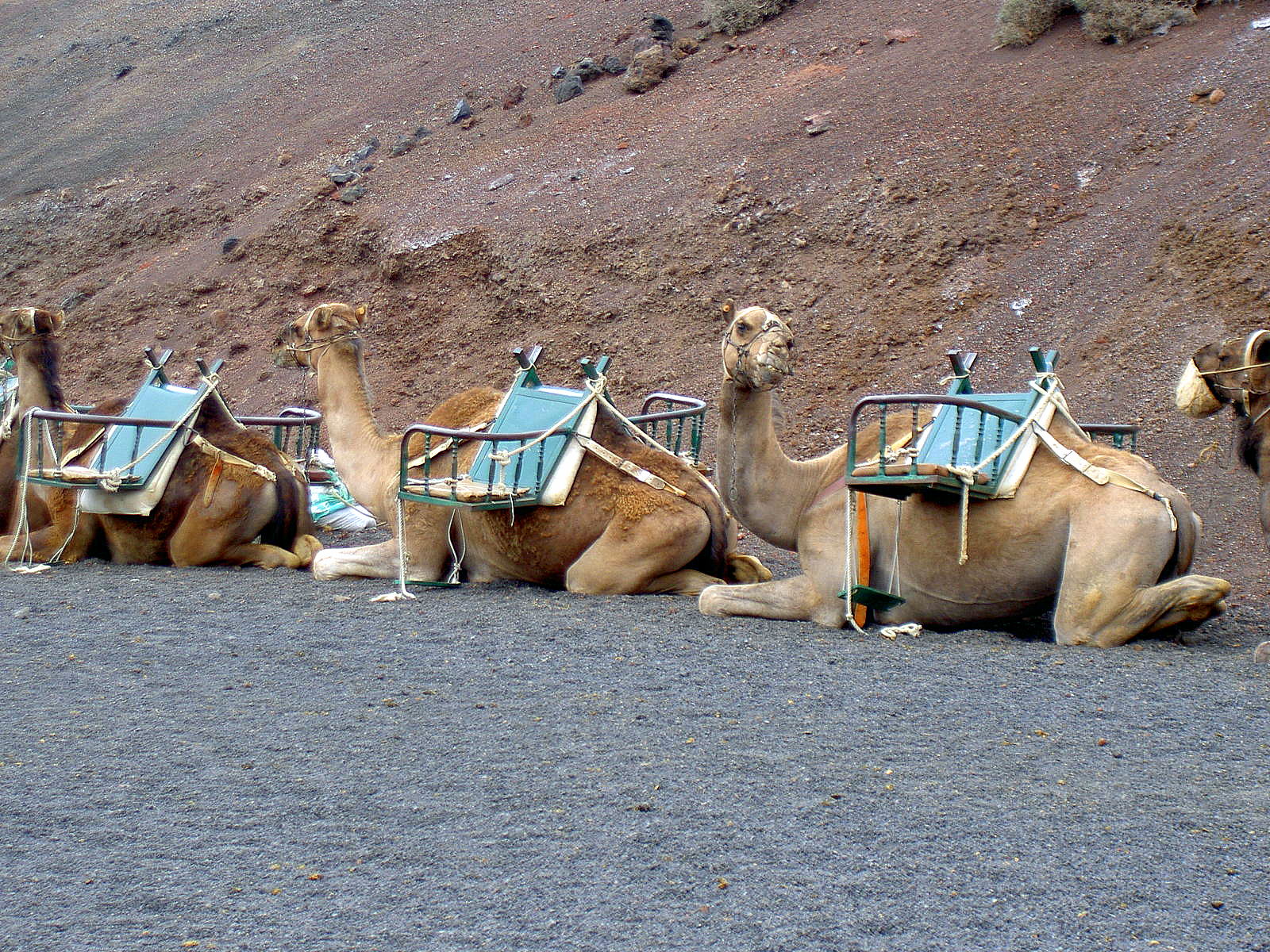 El Bohío de María : LOS CAMELLOS DE TIMANFAYA