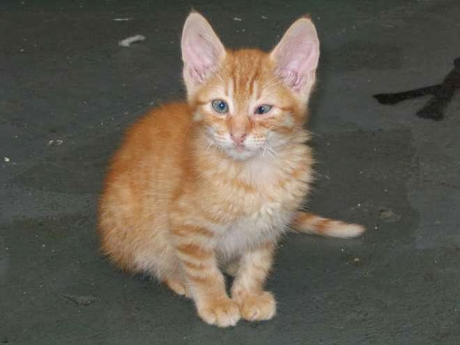 Animali e animaletti: Jarvis, il gatto strabico salvato da cucciolo ...