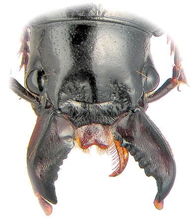 Blog Ana Robles Bravo