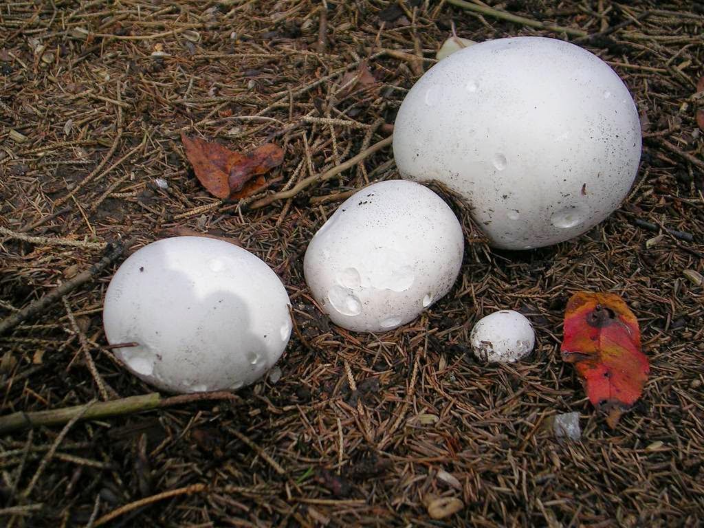 The Giant Puffball: Nature’s Orbicular Idiosyncrasy ~ Kuriositas