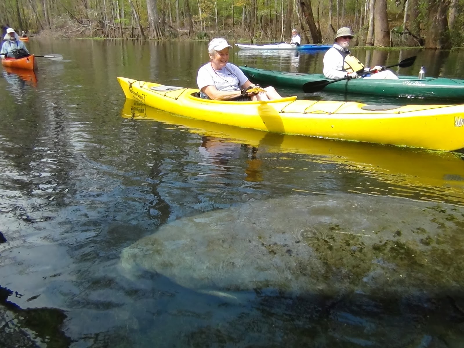 River Guides journal: Request for manatee sightings on Ichetucknee