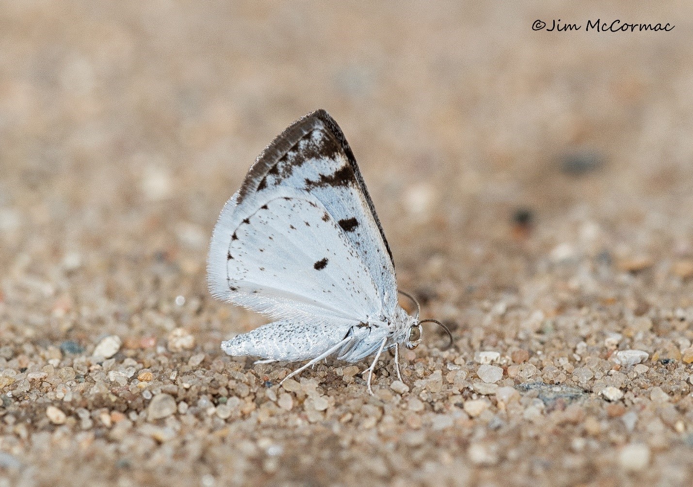 Ohio Birds and Biodiversity: May 2018