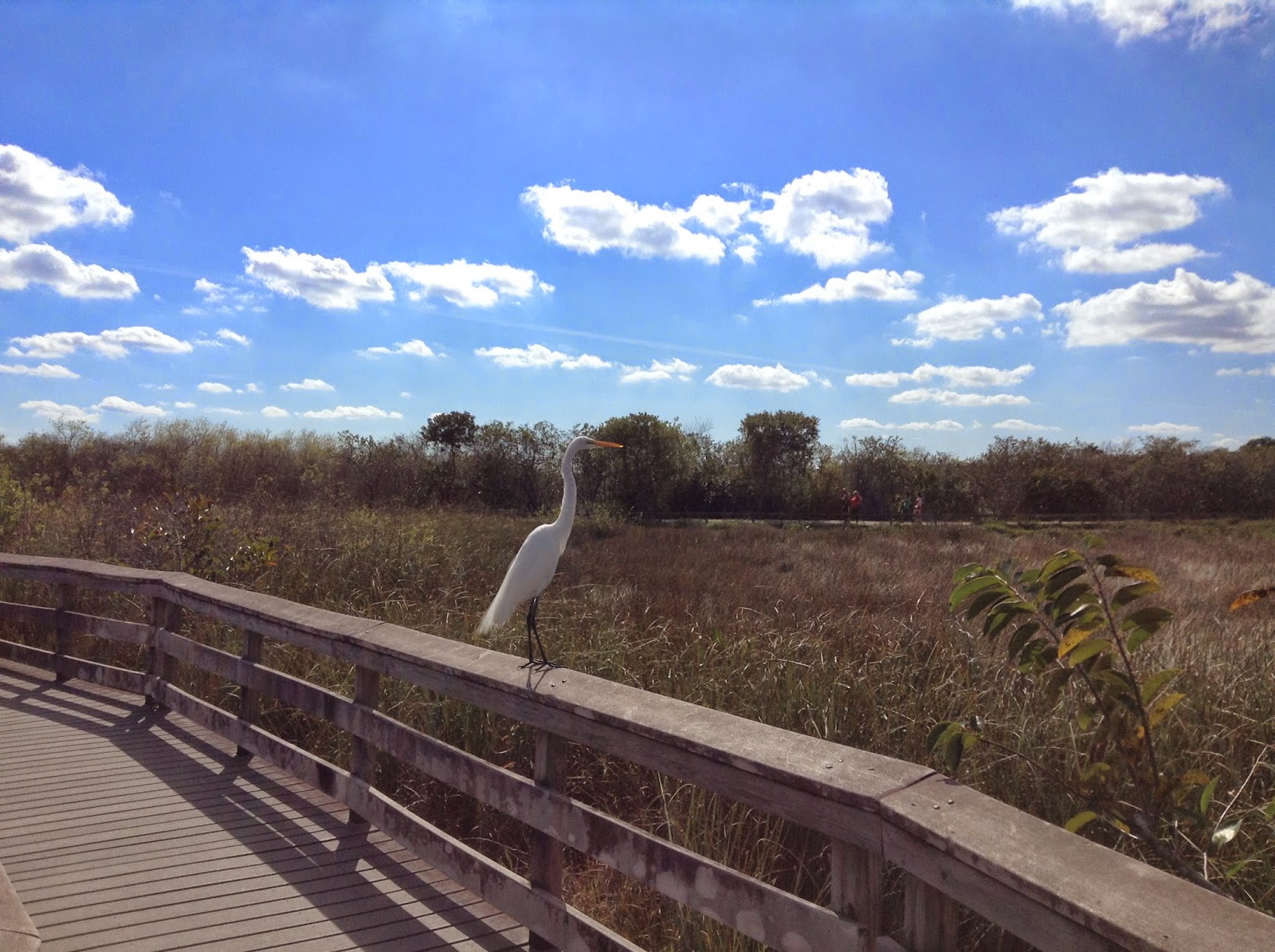 Five Years: River Of Grass