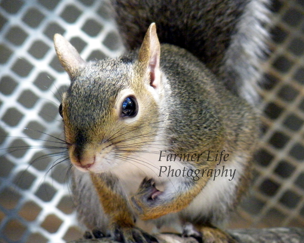 Living A Farmer's Life: Squirrel Spam 2!