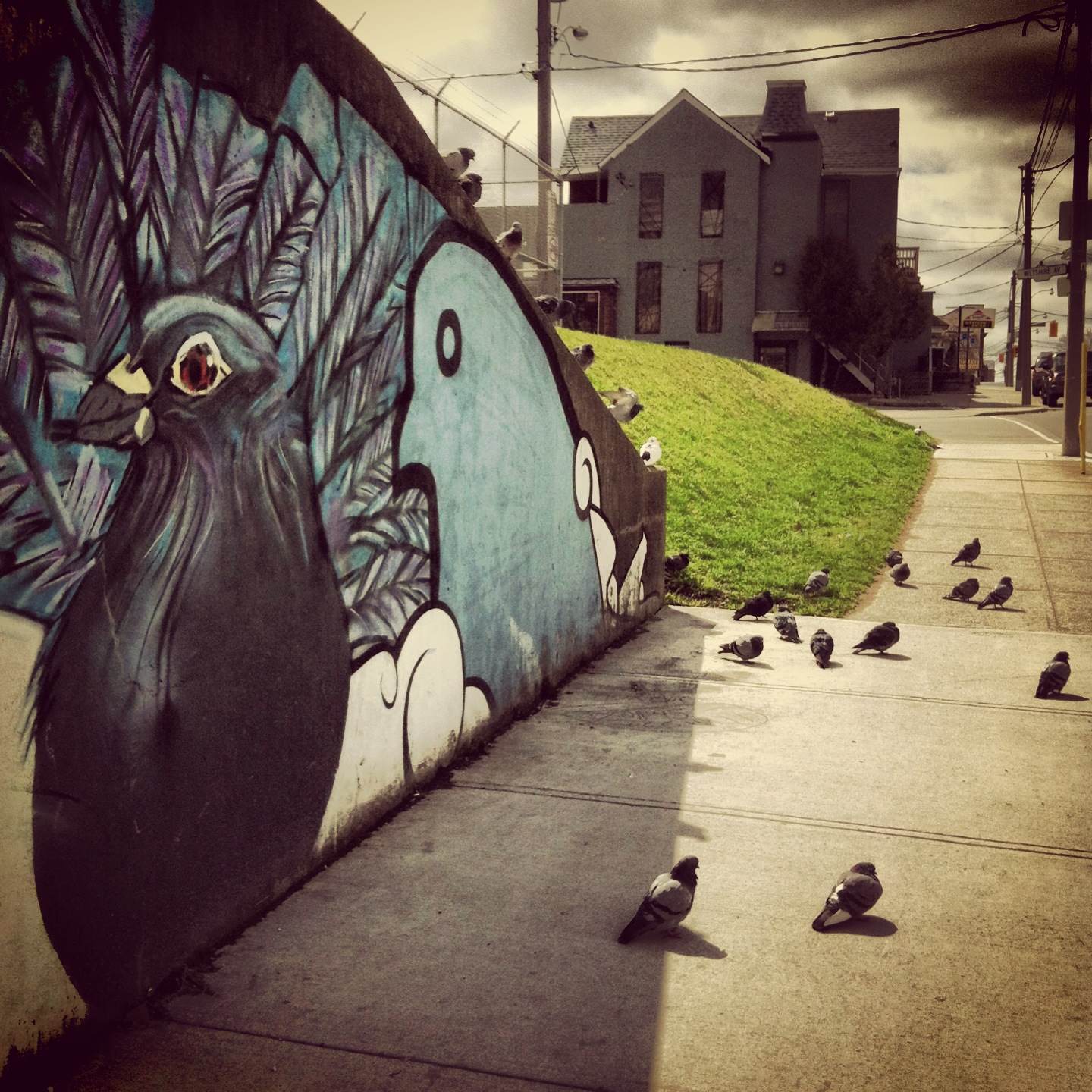 A Brief History of the Pigeons of Toronto