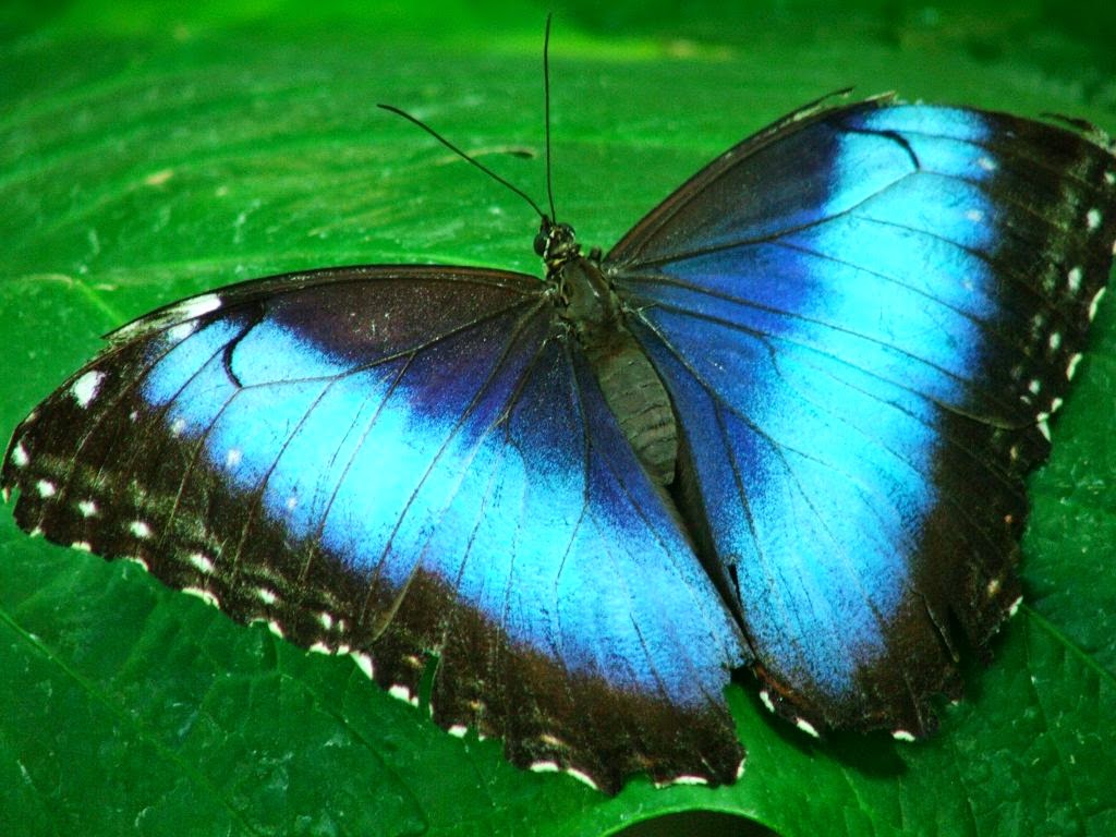 LAS MARIPOSAS: LAS MARIPOSAS