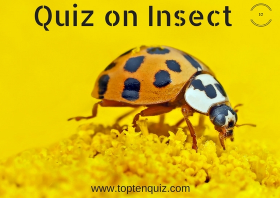 Quiz on Insects