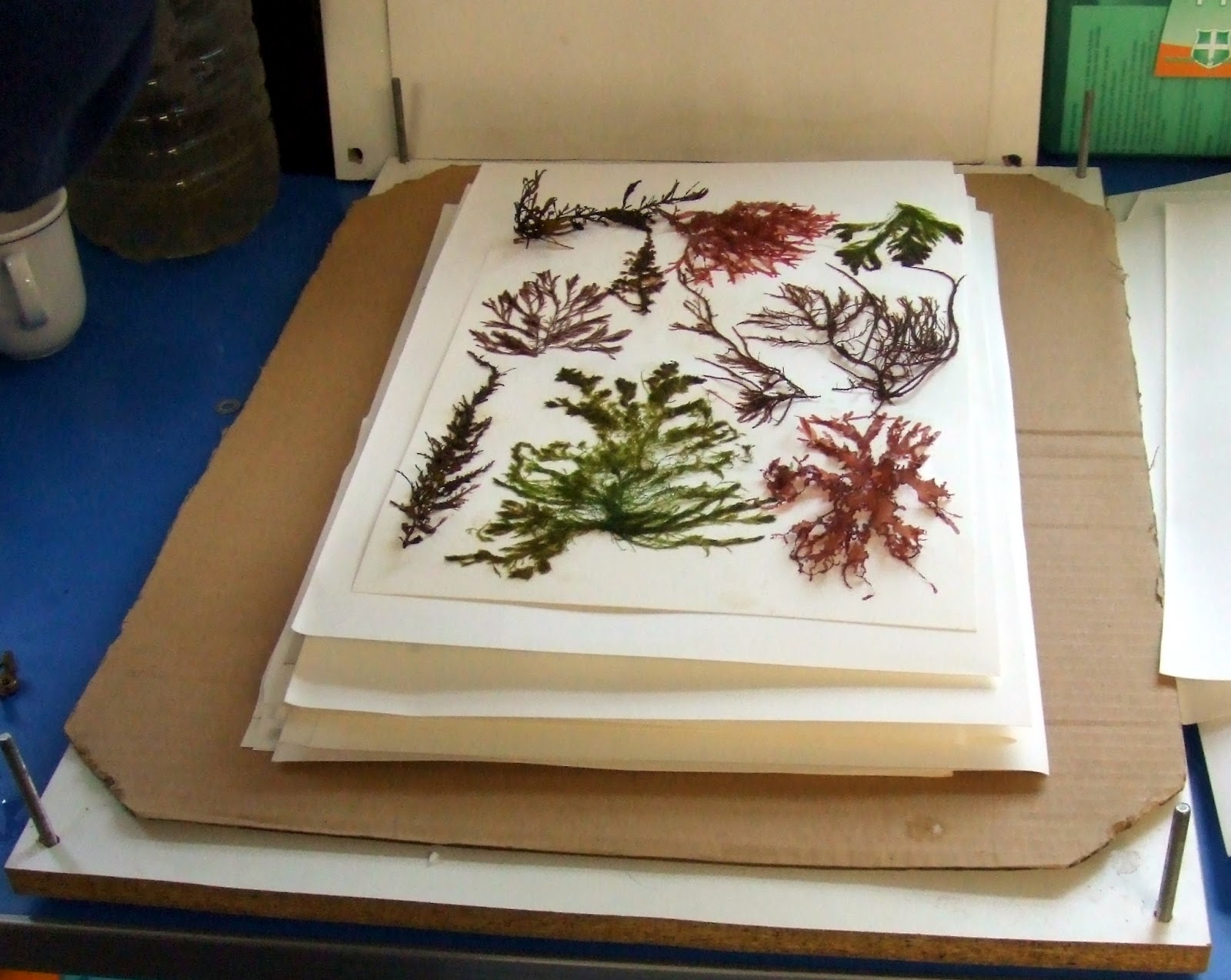 Mid-Life Craftis: Seaweed Pressing Workshop