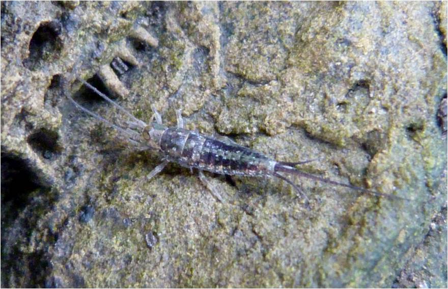 Insects of Scotland: Bristletails/Springtails