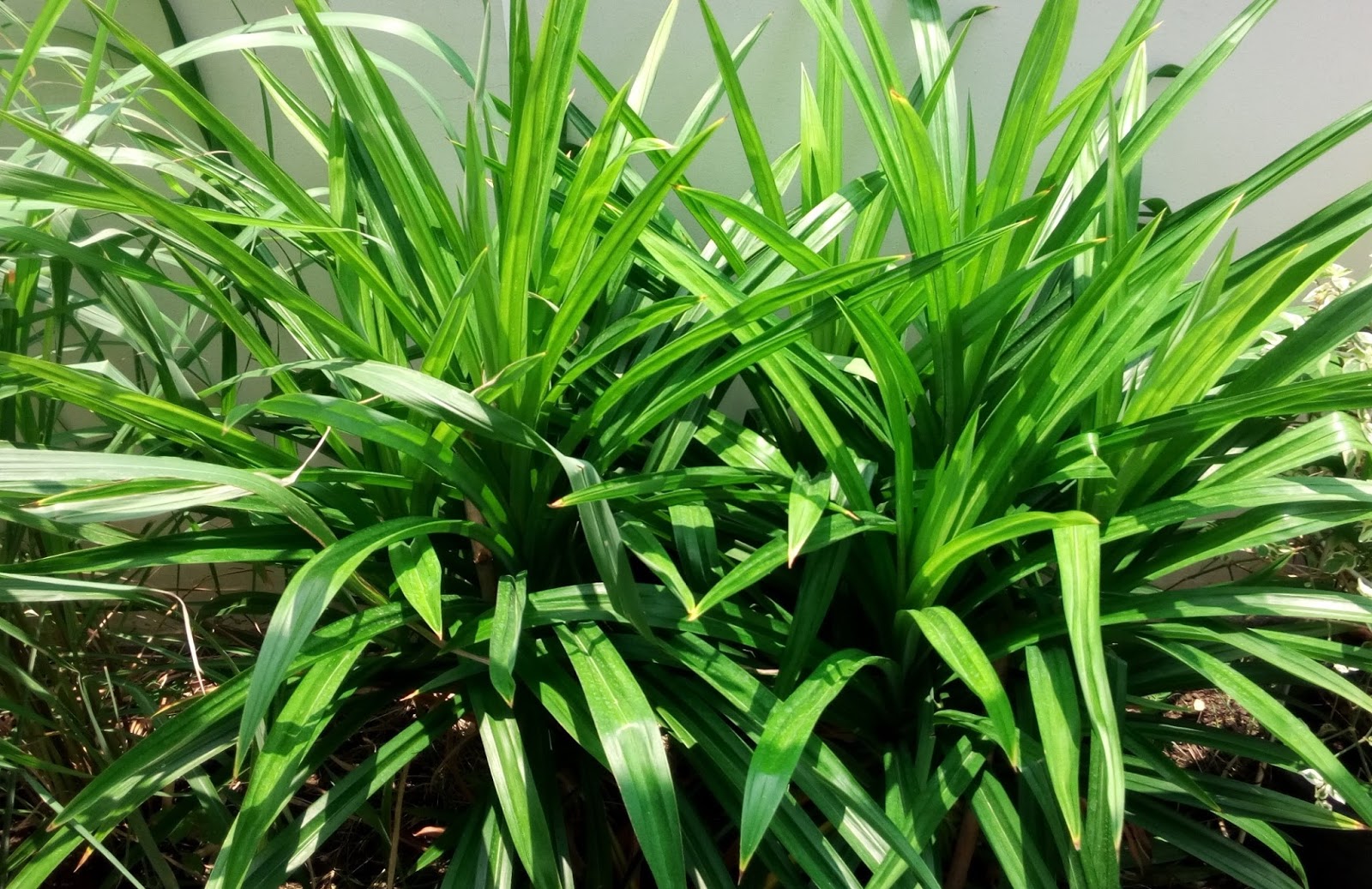 เตยหอม พืชเศรษฐกิจ - MyHomeMyGardening