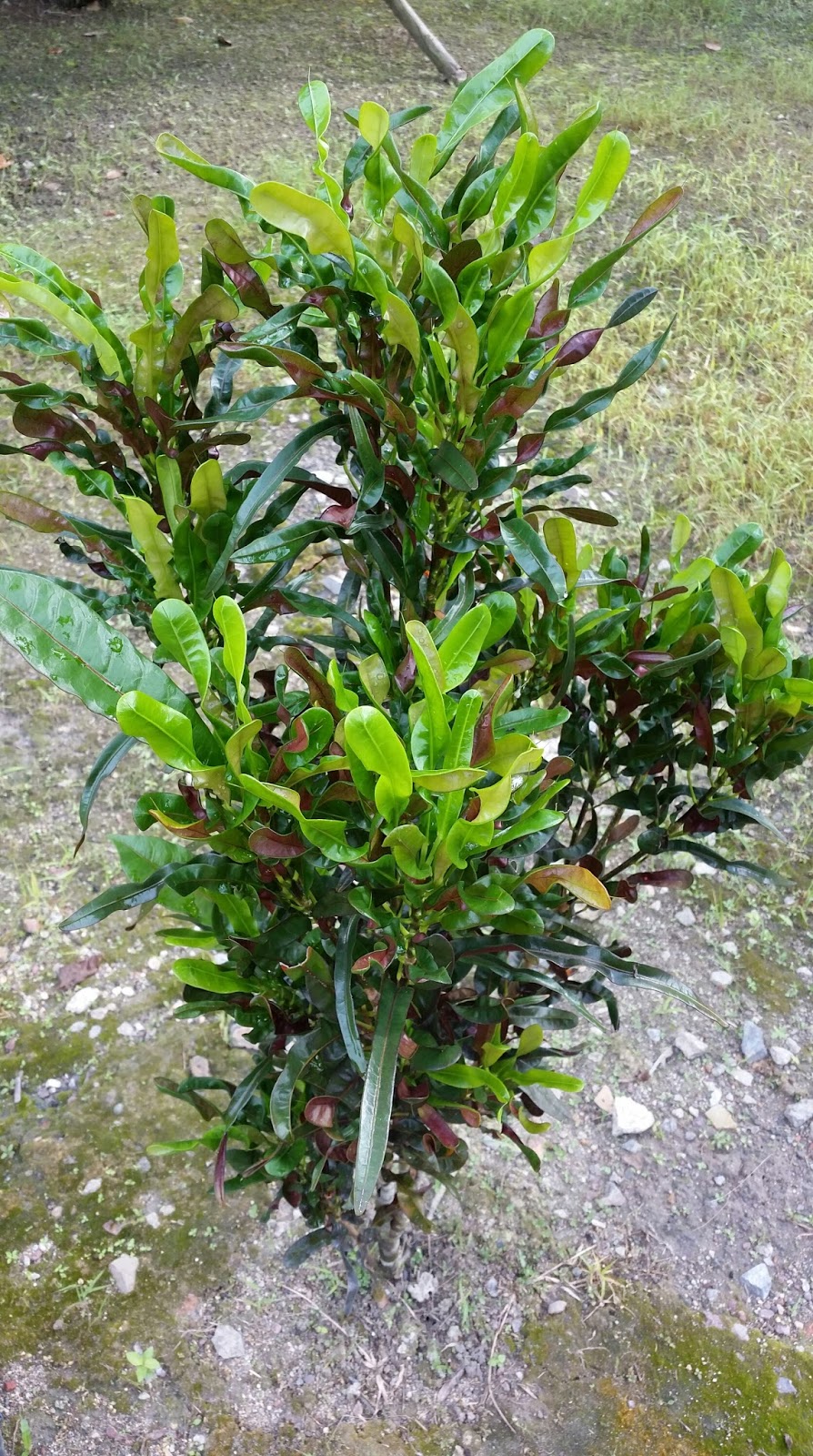 Warisan Petani: Pokok Puding.