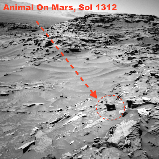 Dog Found on Mars Looking at Mars Rover From a Hill, April 2016 (Photos ...
