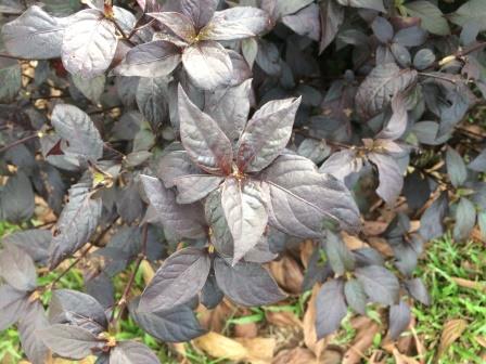 Aerva sanguinolenta | Pustaka Flora | Database Tanaman Landscape