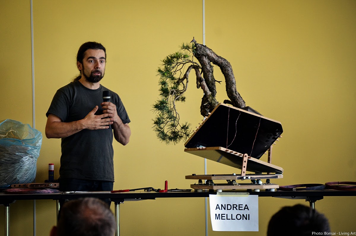 Bonsai - Living Art: VI. International bonsai exhibition demo Andrea ...