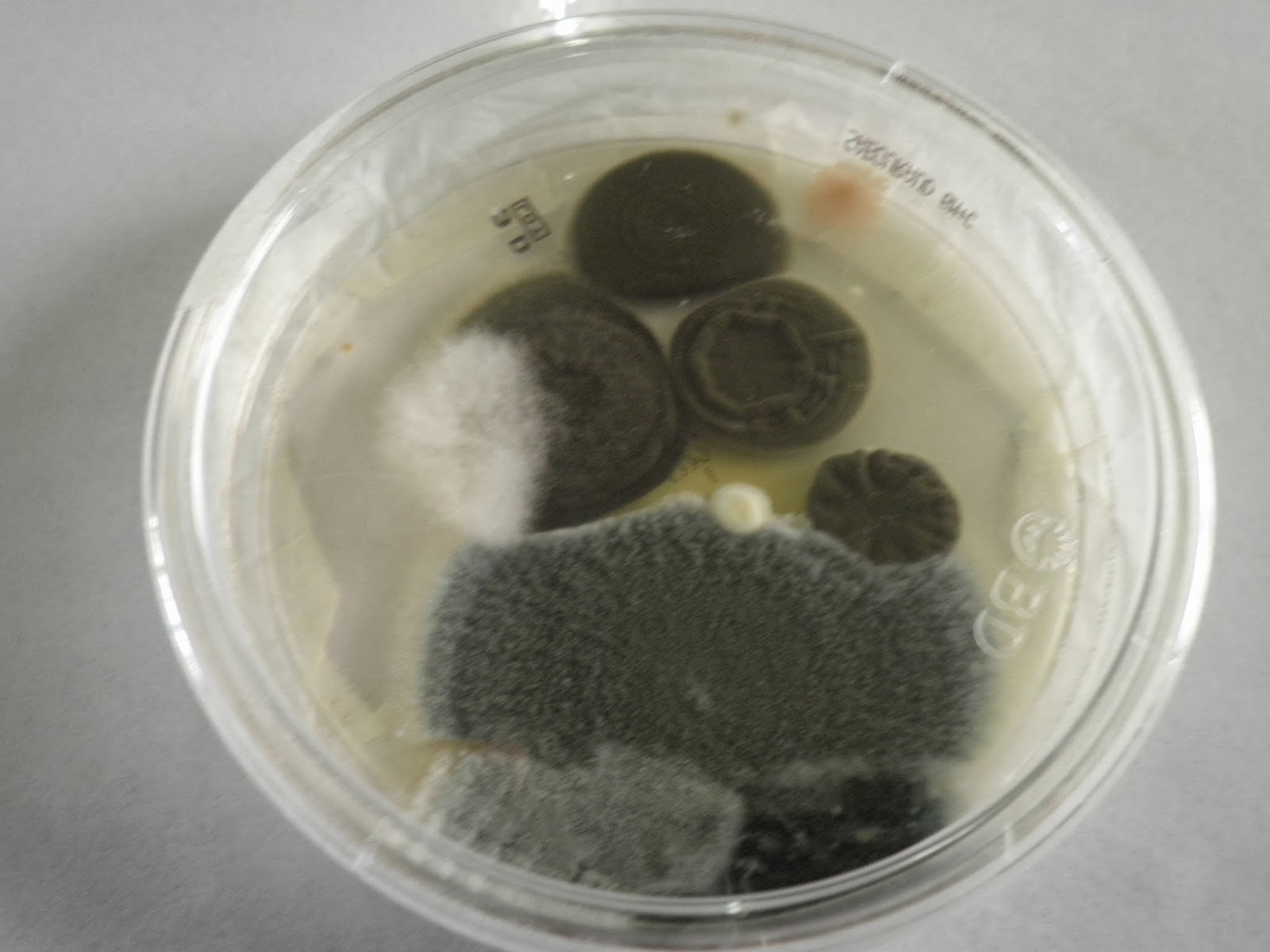 Biología y Geología : Galería fotos Laboratorio de Física y Biología