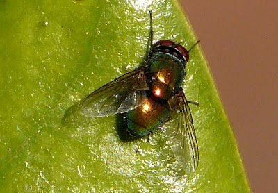 Cal Pepet del Xica, un jardí urbà al Prat de Llobregat: d’octubre 2011