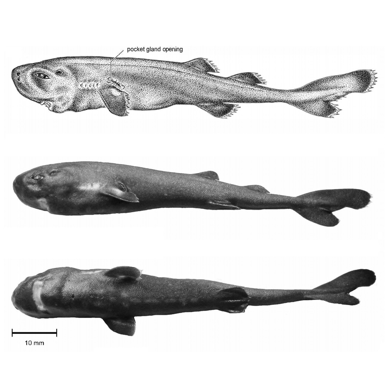 Species New to Science: [Ichthyology • 2019] Mollisquama ...