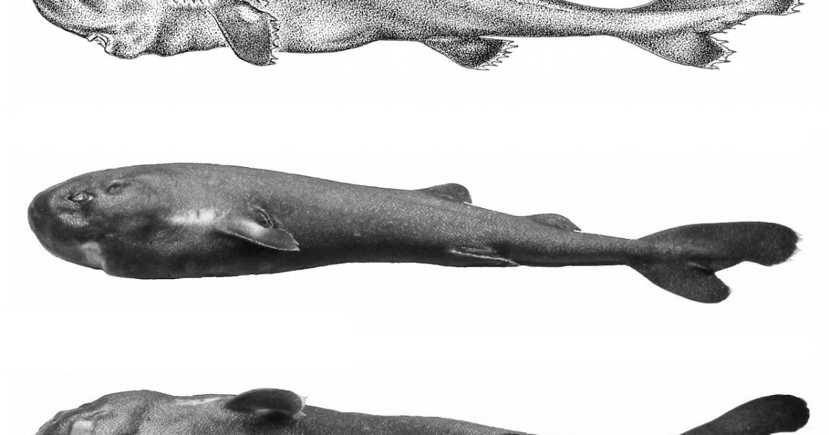 Species New to Science: [Ichthyology • 2019] Mollisquama ...