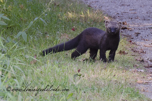 Dominique Lalonde Wildlife Photographer: Pékan (Martes pennanti)