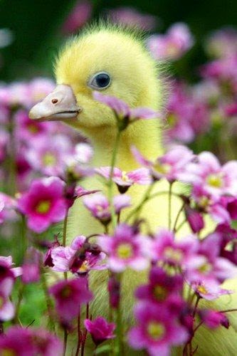 Cute baby animals ~ Stunning nature