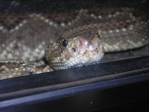 Nature Explorer : How Snakes Find, Capture, And Swallow Their Prey